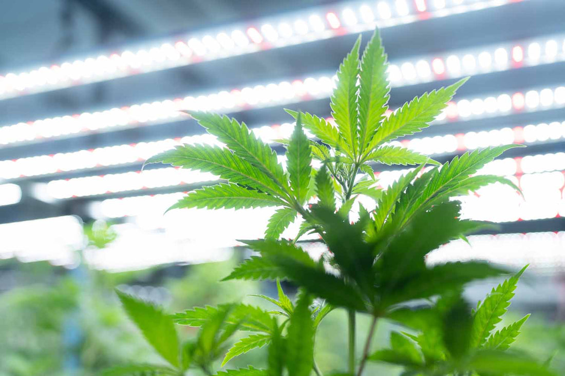 Cannabis Grow Houses