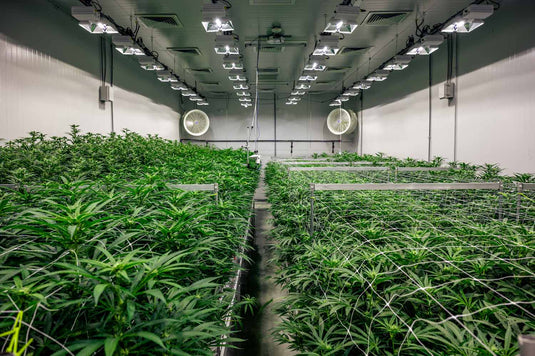 Cannabis Grow Houses